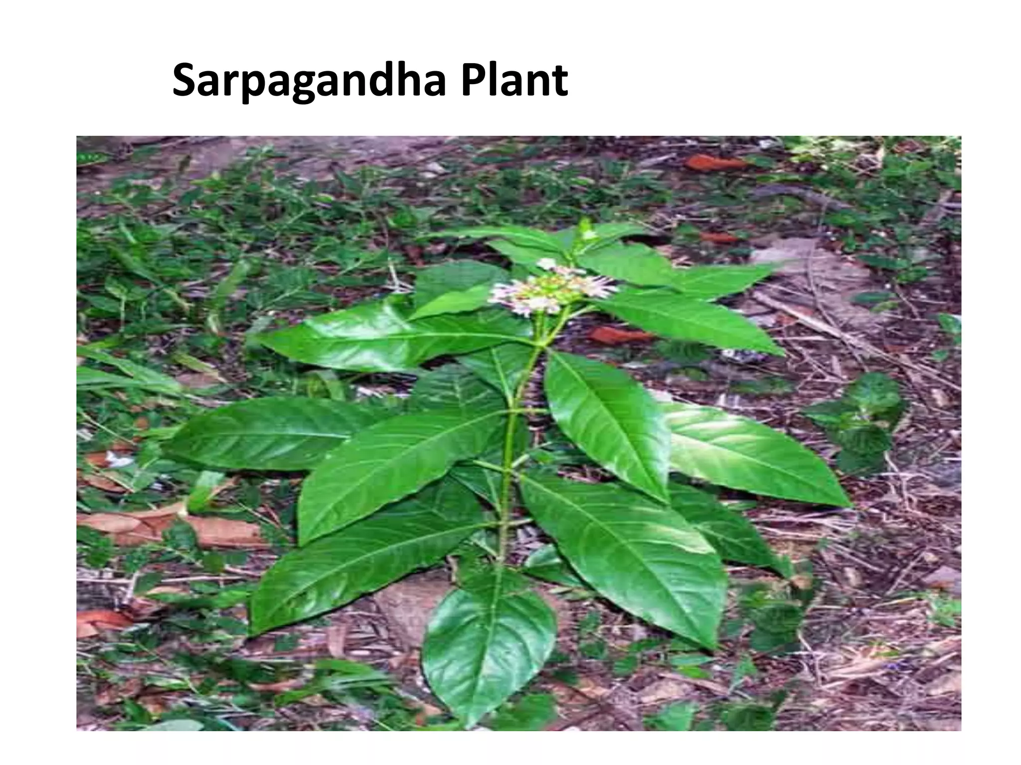 Rawolfia serpentina indian snake root ppt y.vani