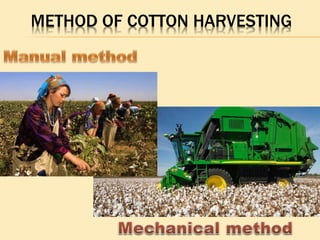 Comparison Between Manual and Machine Harvesting of Cotton Fiber | PPTX