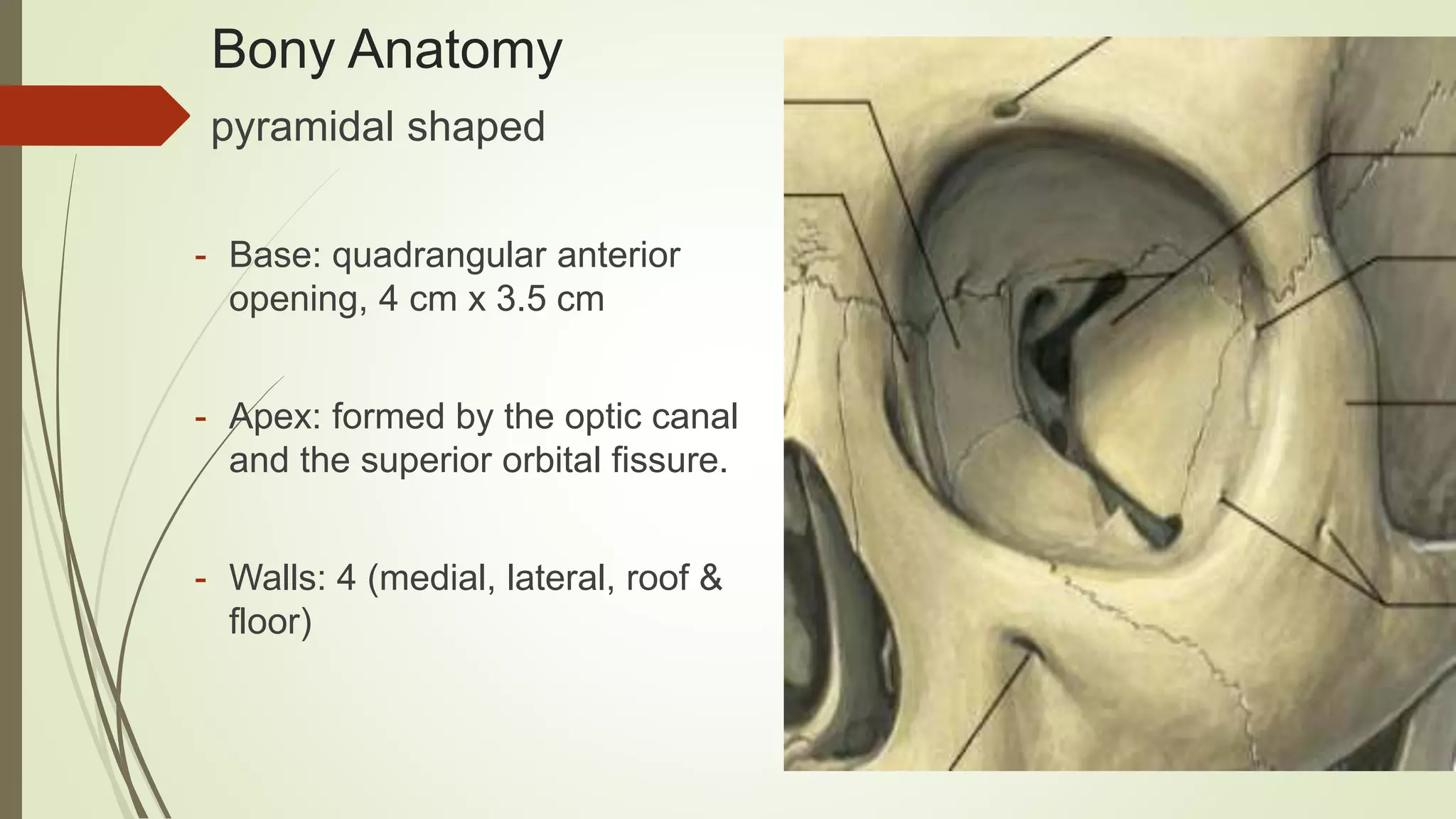 Anatomy of human orbit | PPTX