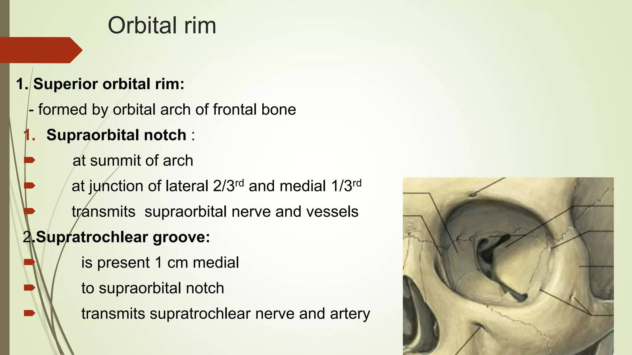 Anatomy of human orbit | PPTX