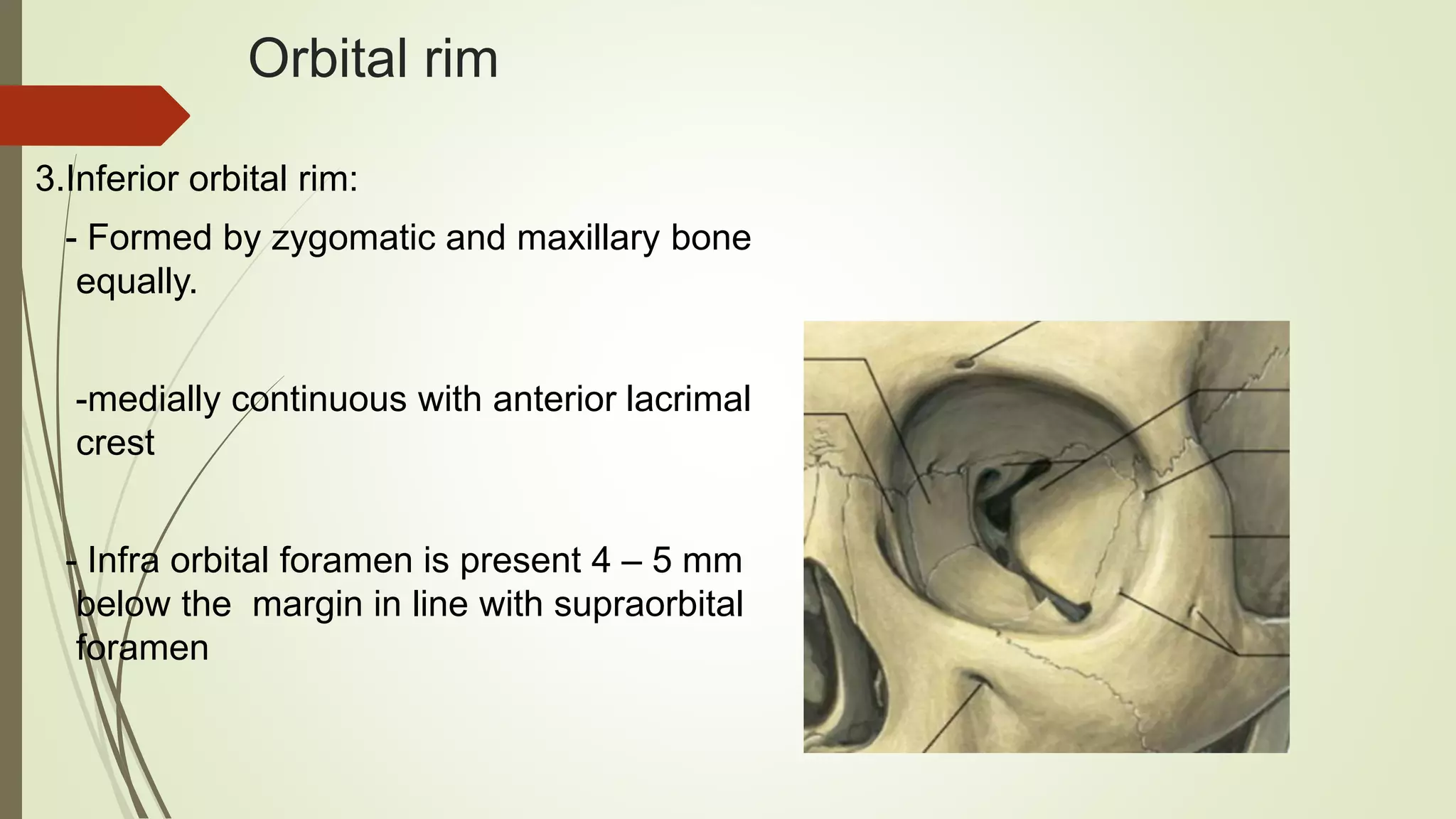 Anatomy of human orbit | PPTX