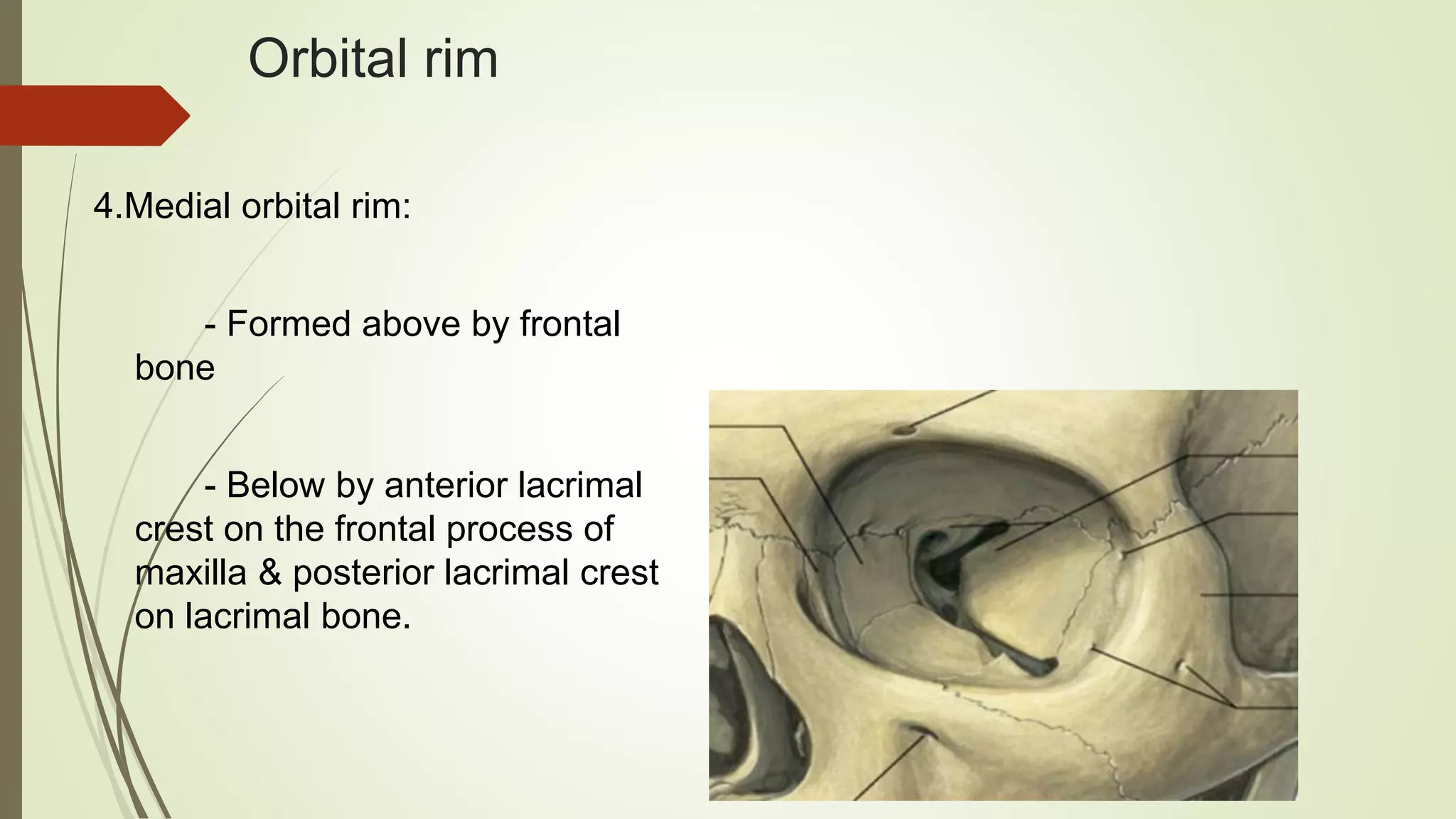 Anatomy of human orbit | PPTX
