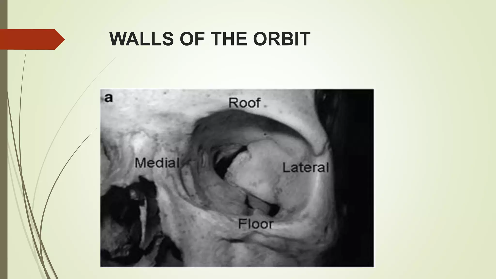 Anatomy of human orbit | PPTX