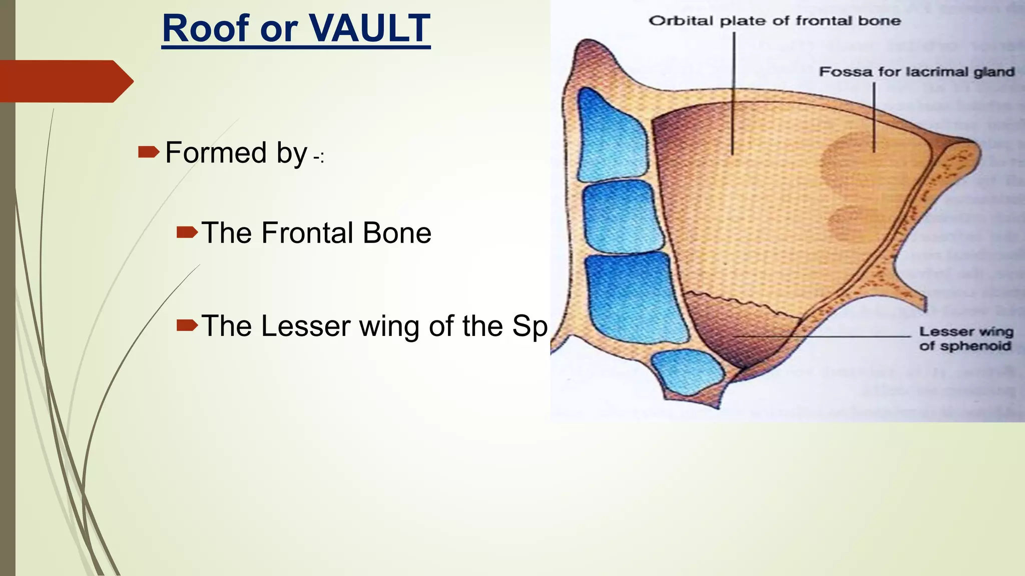 Anatomy of human orbit | PPTX