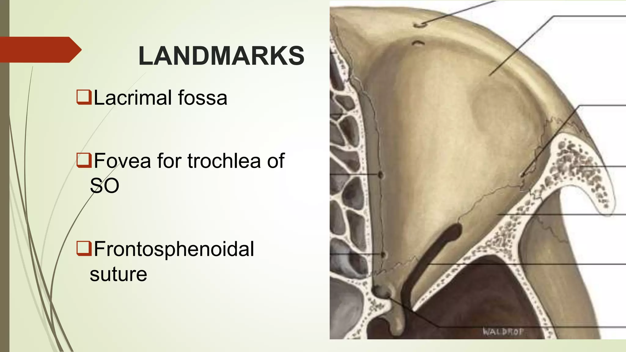 Anatomy of human orbit | PPTX