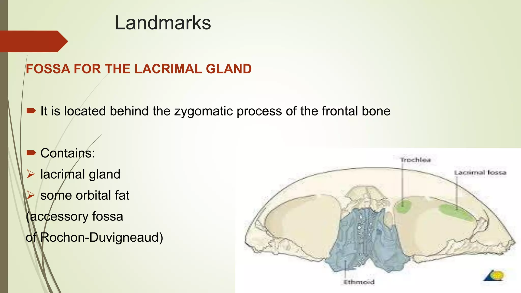 Anatomy of human orbit | PPTX