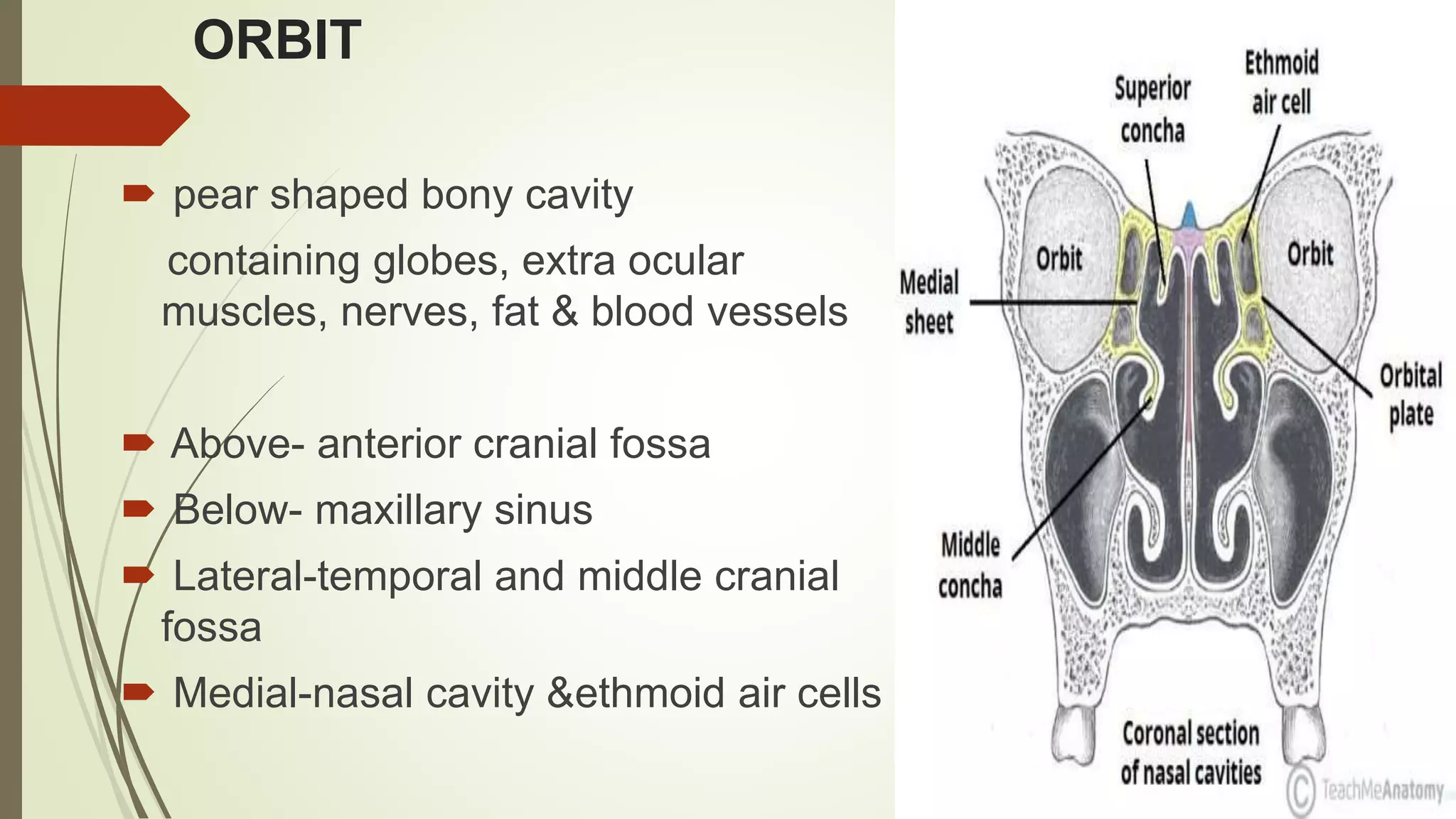 Anatomy of human orbit | PPTX