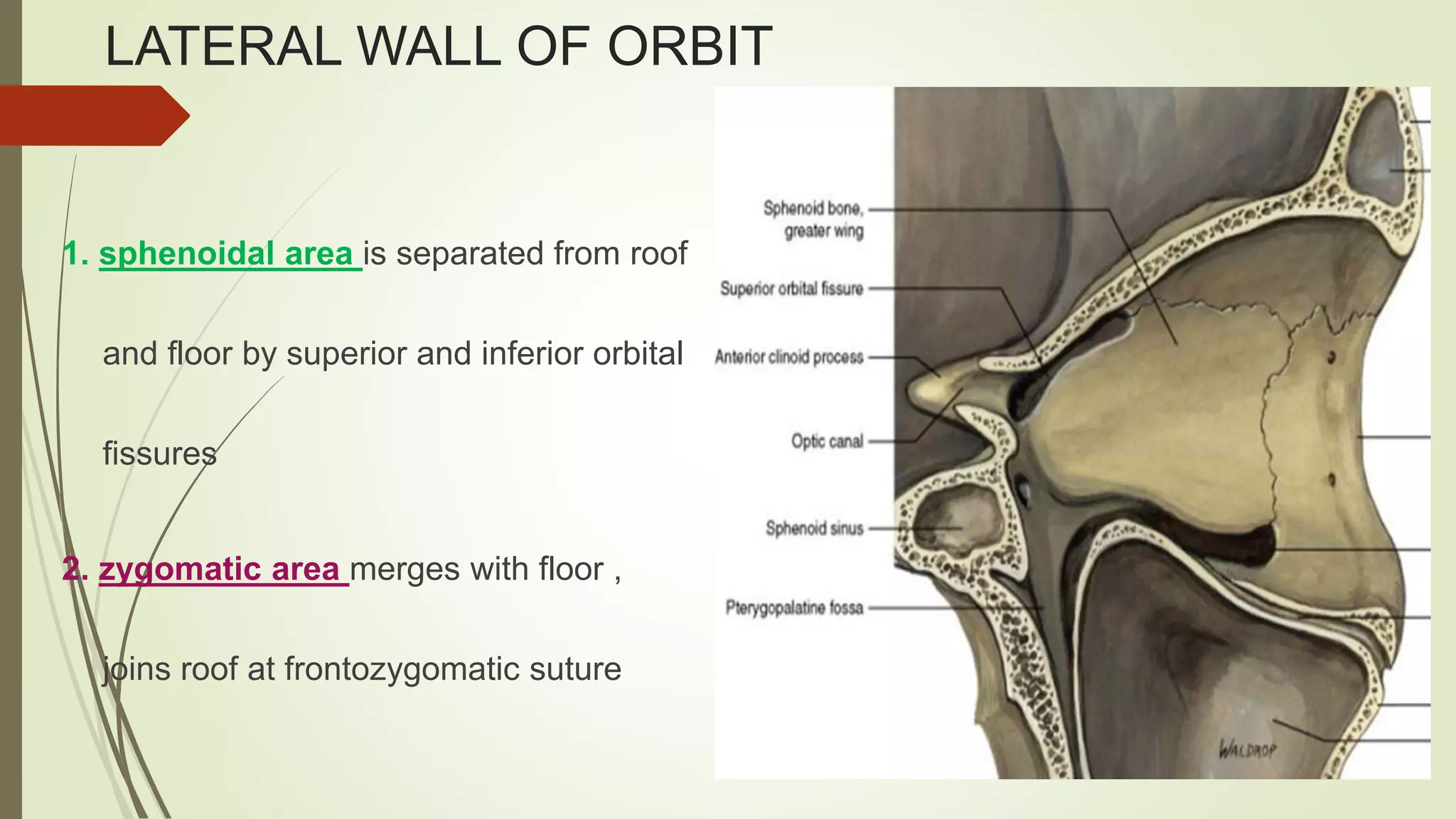 Anatomy of human orbit | PPTX