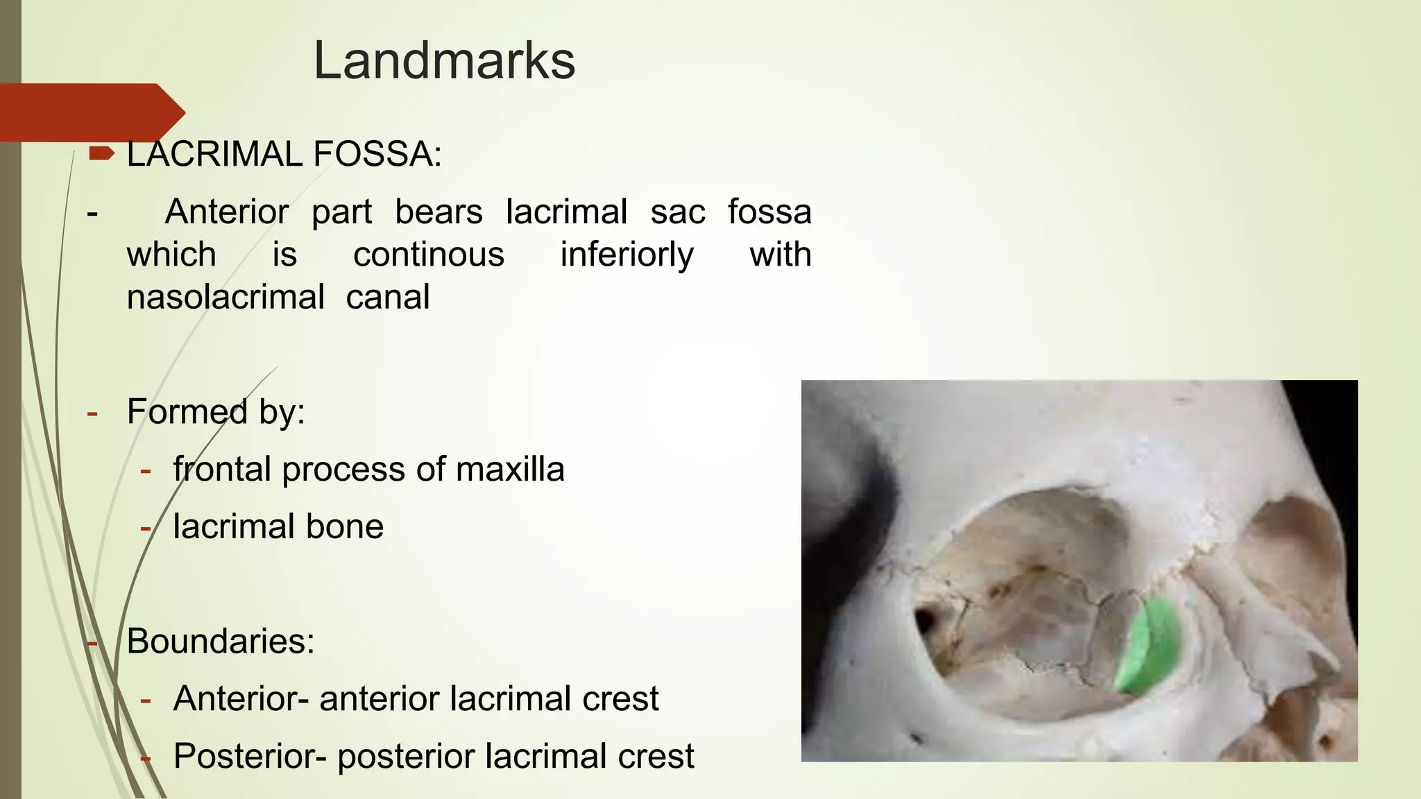 Anatomy of human orbit | PPTX