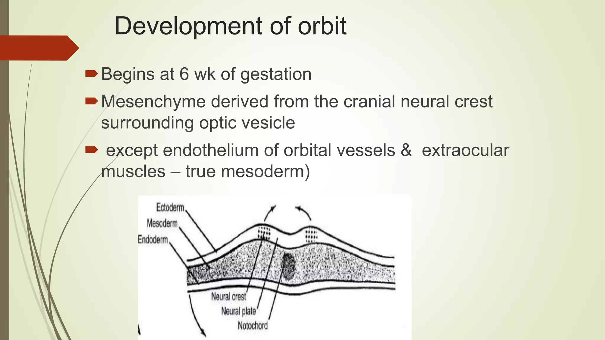Anatomy of human orbit | PPTX