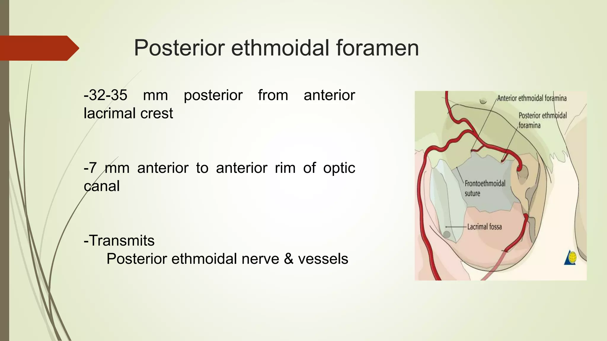 Anatomy of human orbit | PPTX
