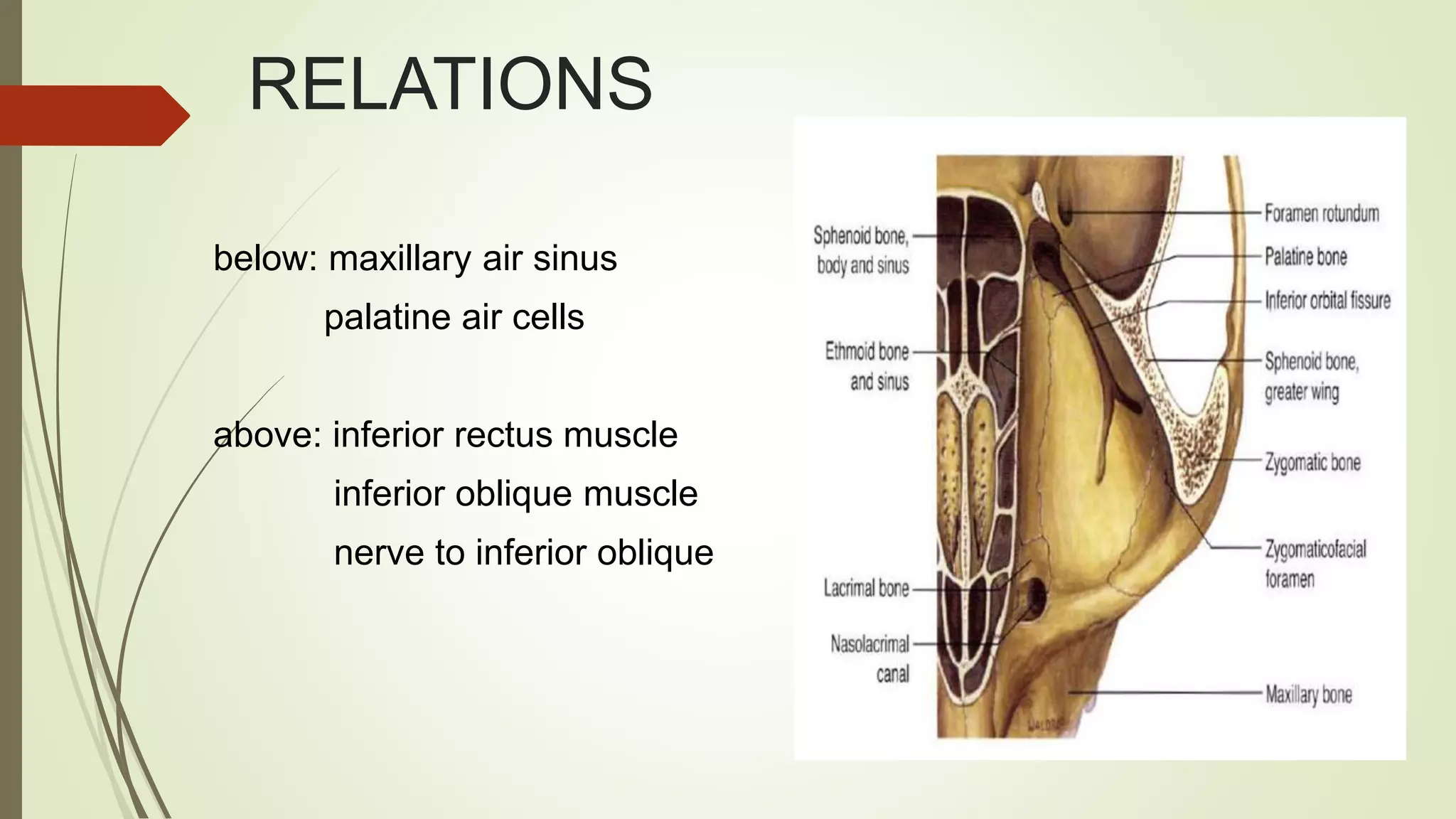 Anatomy of human orbit | PPTX