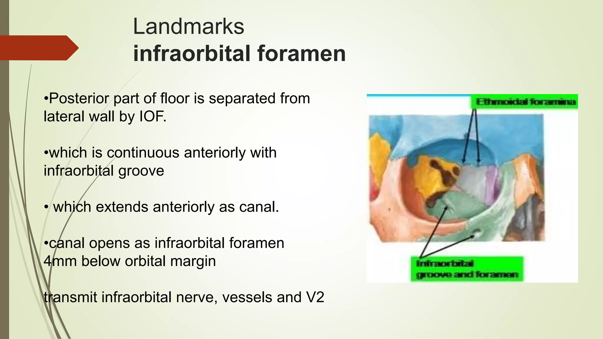 Anatomy of human orbit | PPT