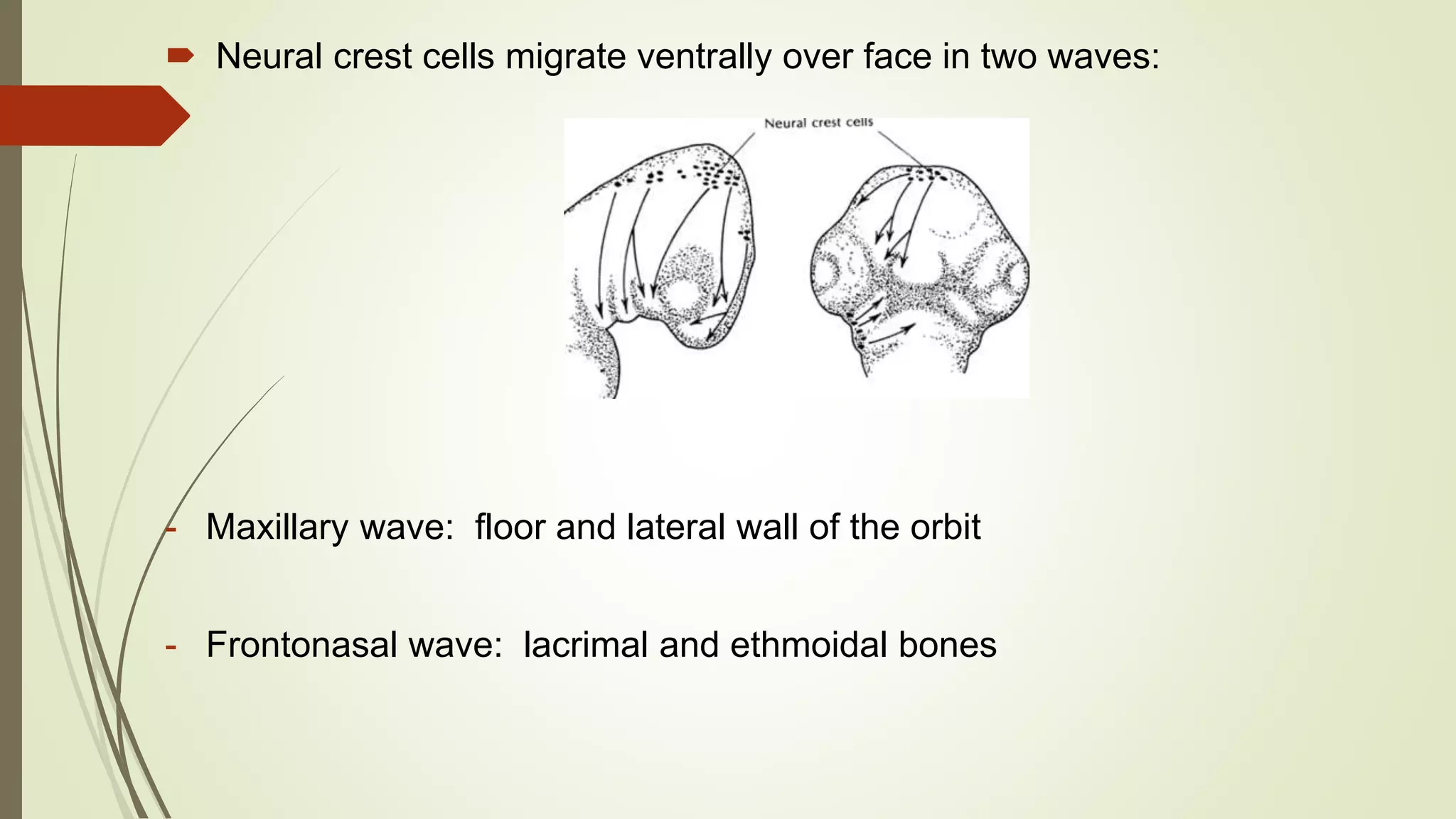 Anatomy of human orbit | PPTX