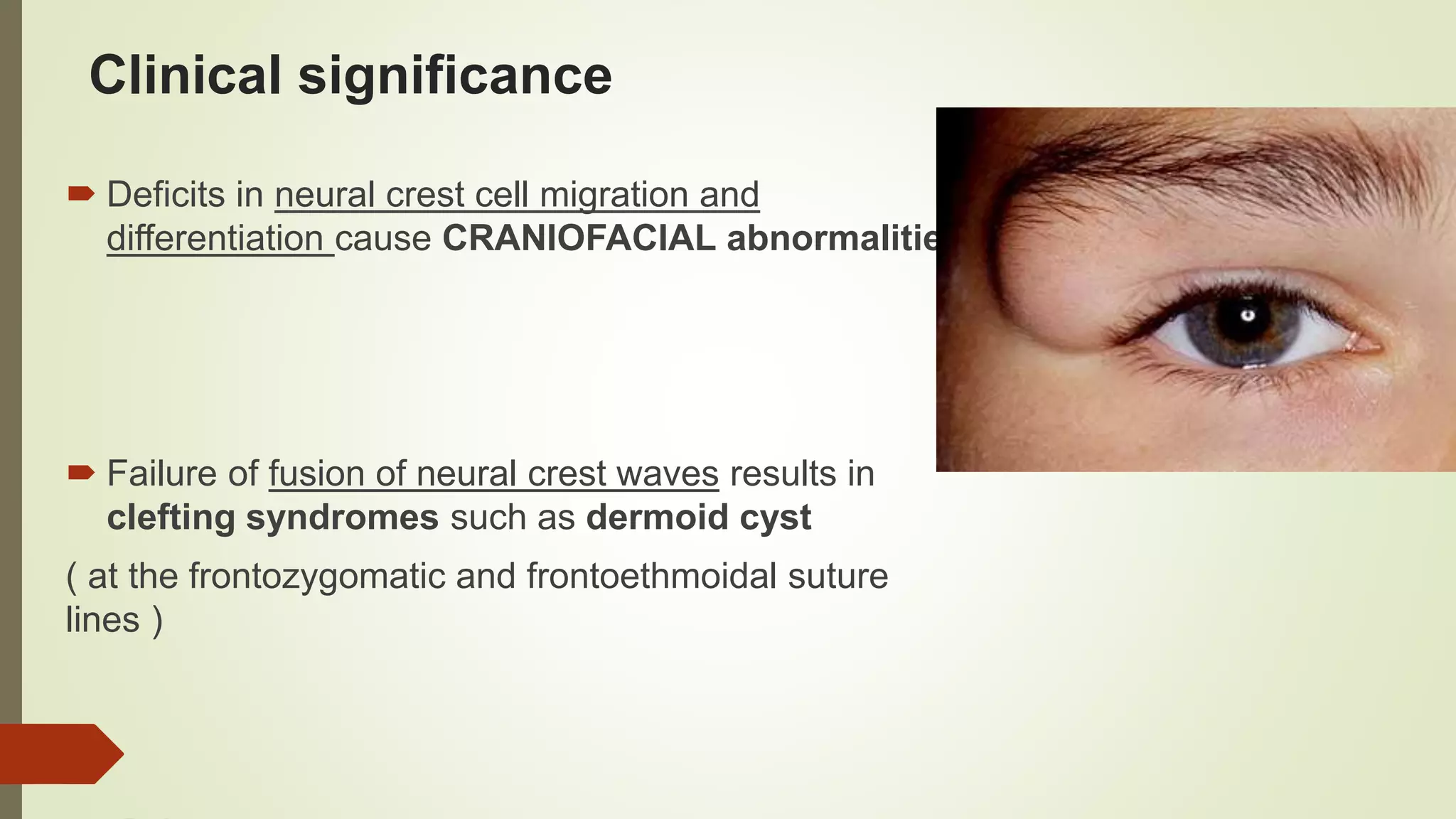 Anatomy of human orbit | PPTX