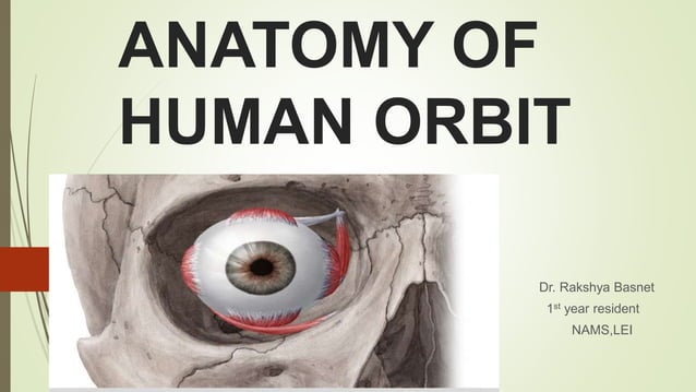 Anatomy of human orbit | PPTX