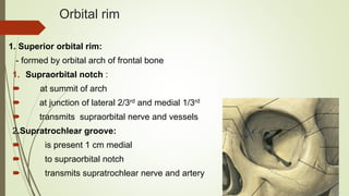 Anatomy of human orbit | PPTX