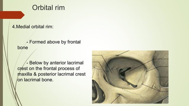 Anatomy of human orbit | PPTX