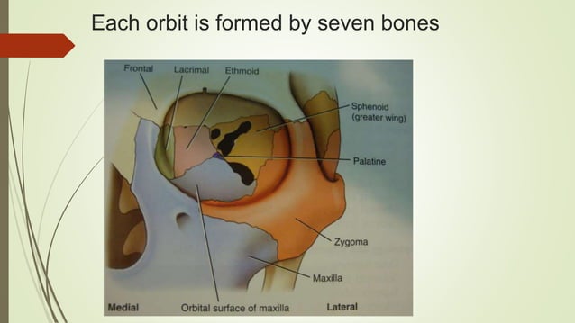 Anatomy of human orbit | PPTX