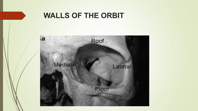 Anatomy of human orbit | PPTX
