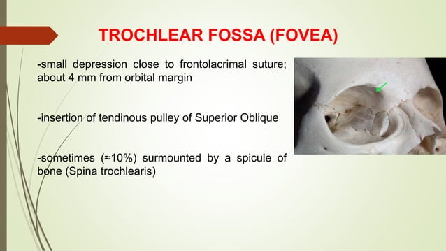 Anatomy of human orbit | PPTX