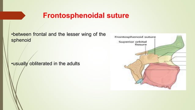 Anatomy of human orbit | PPTX