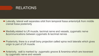 Anatomy of human orbit | PPTX
