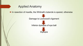 Anatomy of human orbit | PPTX