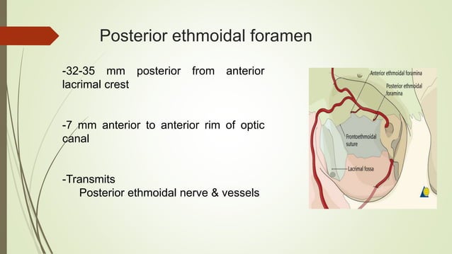 Anatomy of human orbit | PPTX