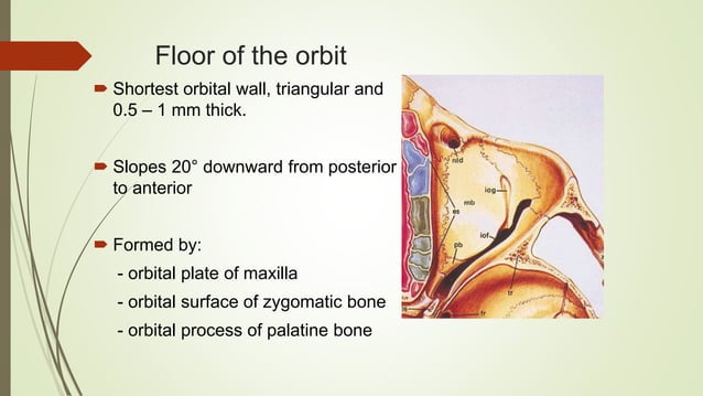 Anatomy of human orbit | PPTX