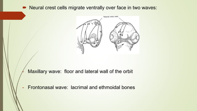 Anatomy of human orbit | PPTX