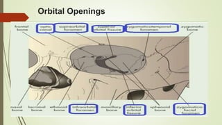Anatomy of human orbit | PPTX