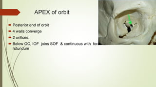 Anatomy of human orbit | PPTX