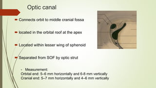 Anatomy of human orbit | PPTX