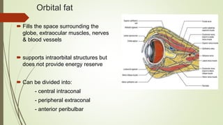 Anatomy of human orbit | PPTX