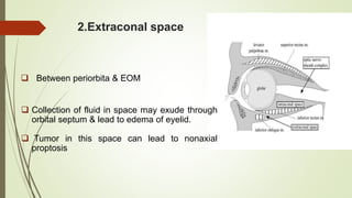 Anatomy of human orbit | PPTX
