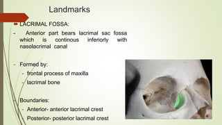 Orbit Anatomy Wikidoc