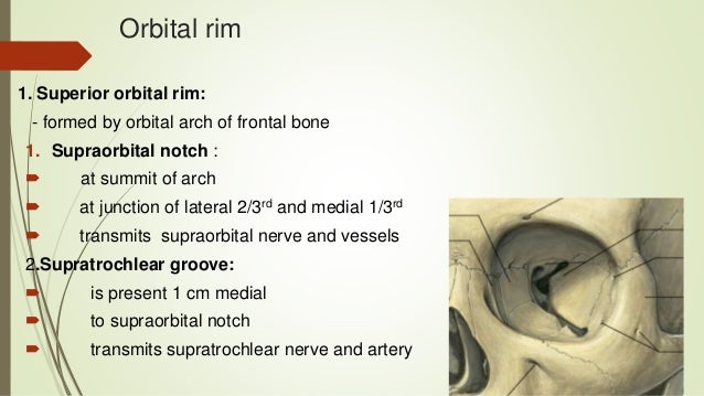 Anatomy of human orbit