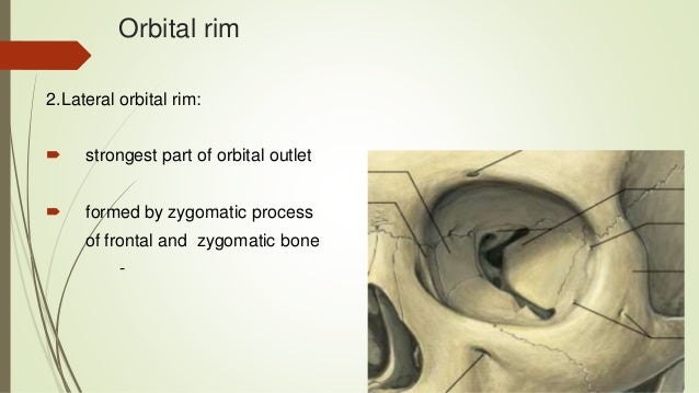 Anatomy of human orbit