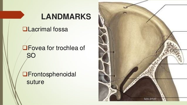 Anatomy of human orbit
