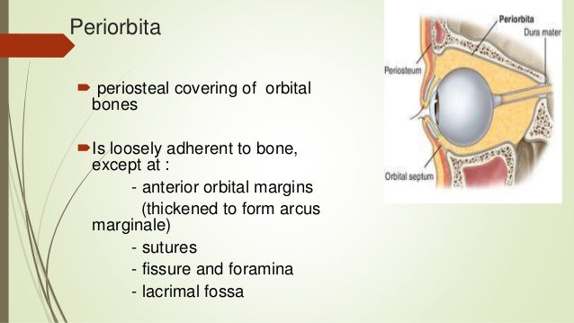 Anatomy of human orbit