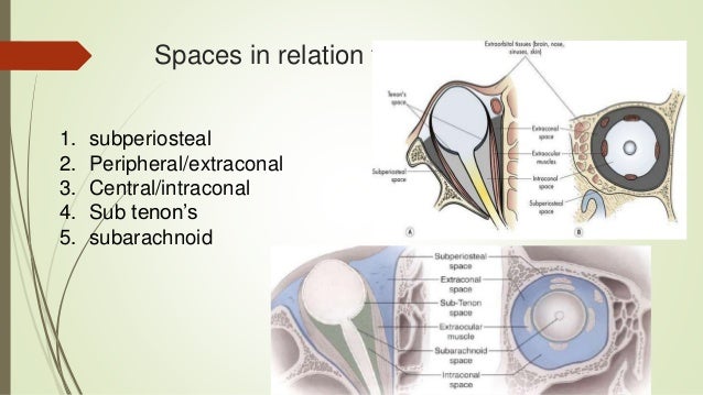 Anatomy of human orbit