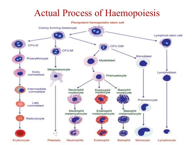 Basics of Haematology