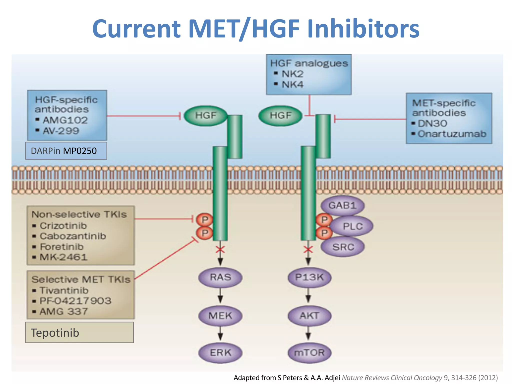ESOC 2016: MET/HGF relevance for targeted therapy malignancies | PPT