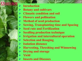 Rayo | PPTX | Gardening | Home & Garden