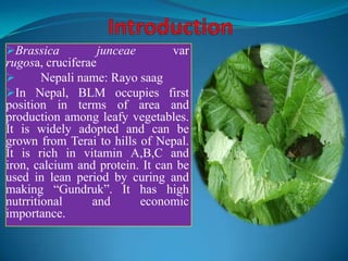 Rayo | PPTX | Gardening | Home & Garden