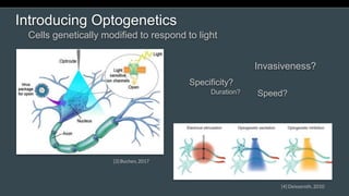 Shedding Light on Optogenetics | PPT