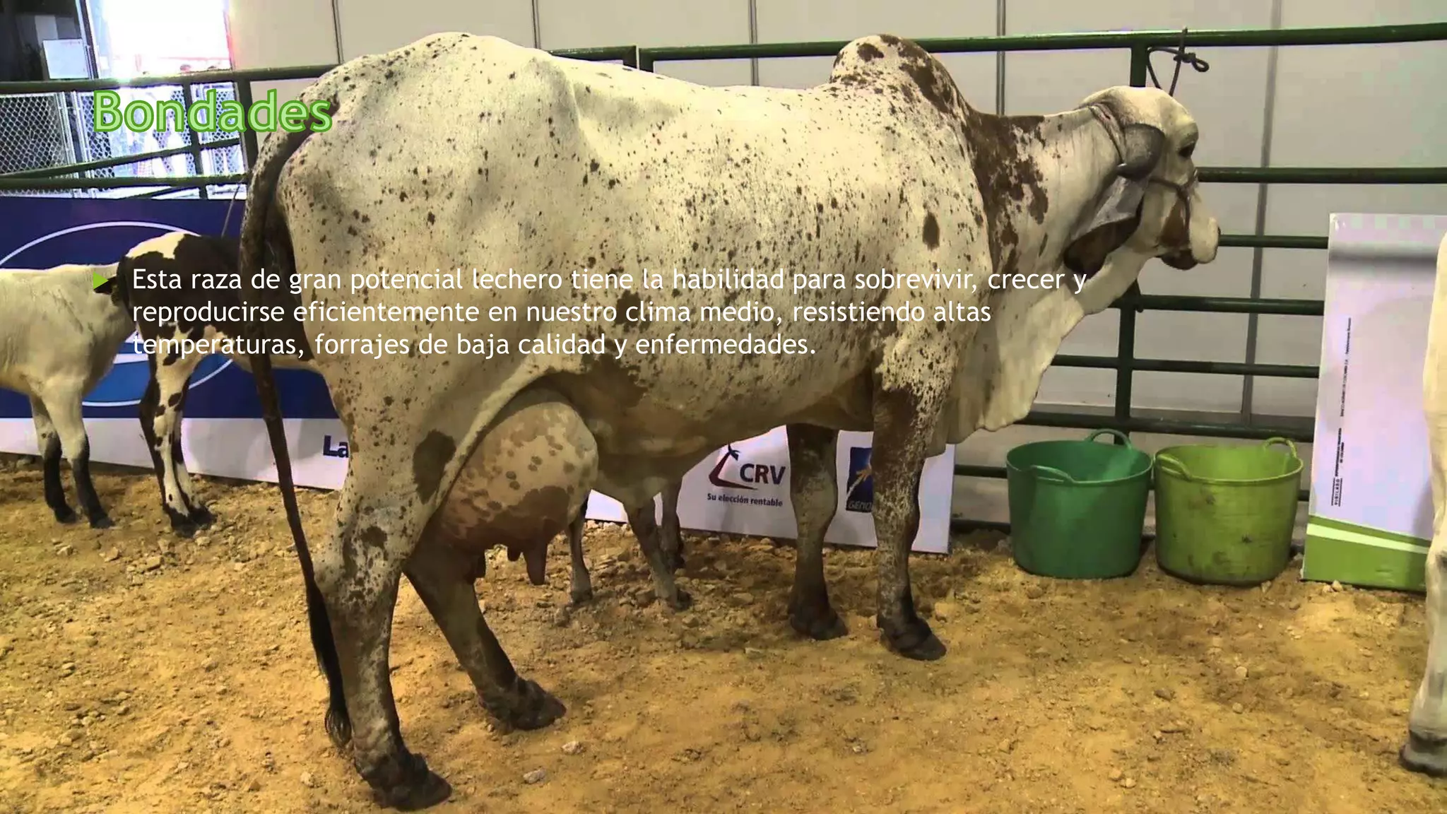 Raza bovina gyr | PPTX