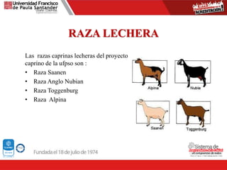 raza cabras.pptx