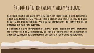RAZA CAPRINA ANGLO-NUBIANA.pdfffffffffff | PDF